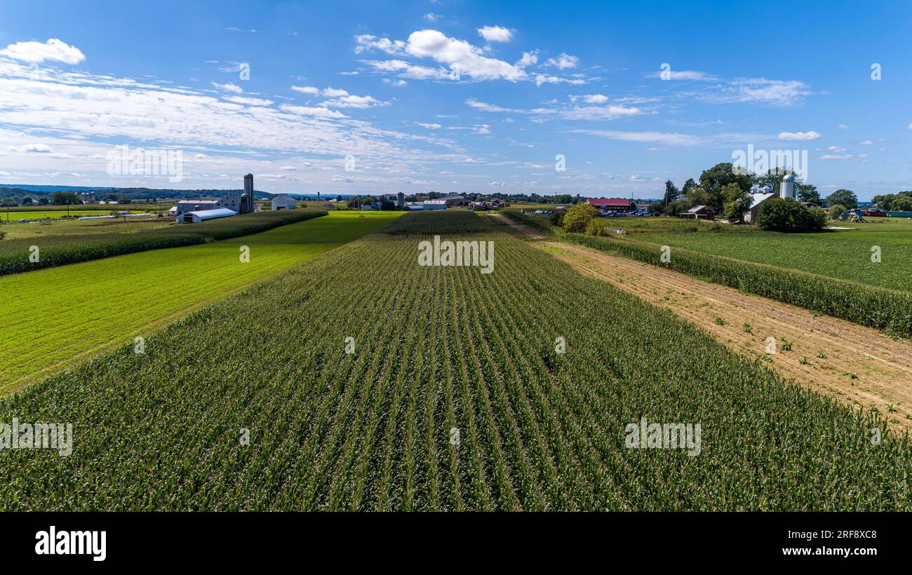 A Drone Low View, of Rows of Mature Corn Fields, With Farms and ...