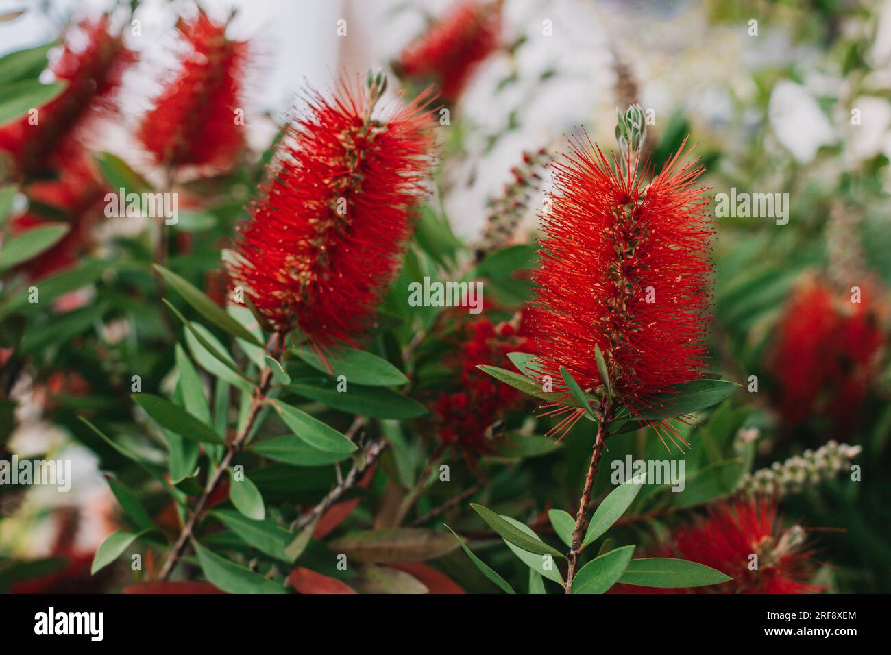 Amazing red flowers of the blooming Callistemon tree in a spring garden ...