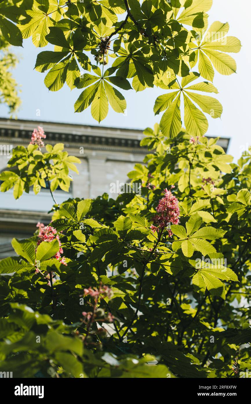 Branches of blooming chestnut trees in a Paris, France. Sky on a ...