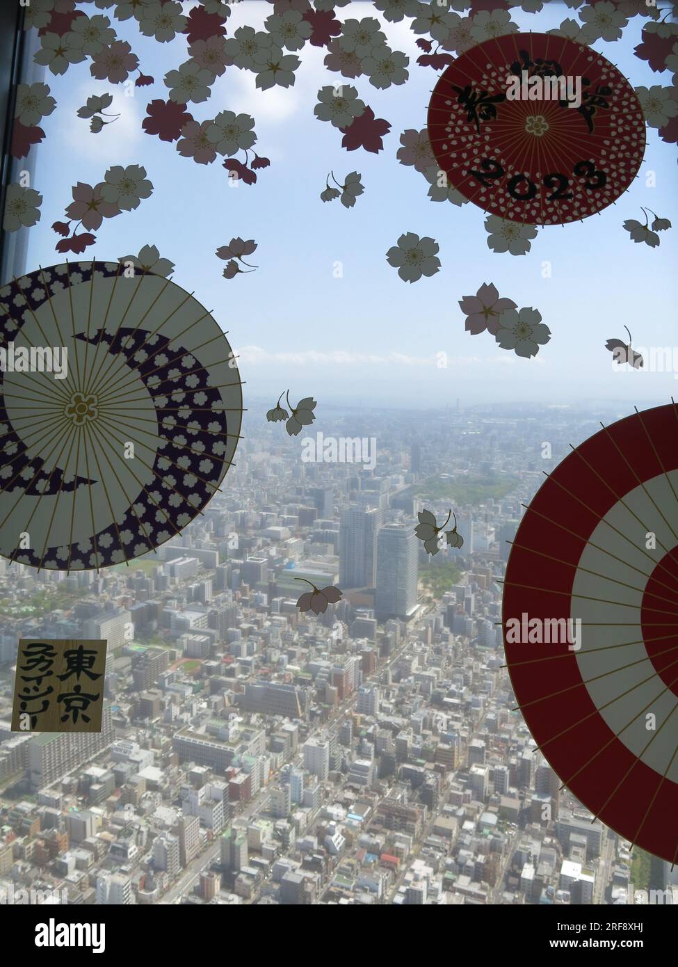 Iconic images of Japan: swirling parasols & cherry blossom decorate the ...