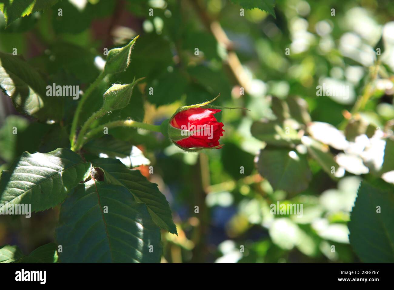 Small red rose. Miniature scarlet or ruby rose flower, in deep red ...