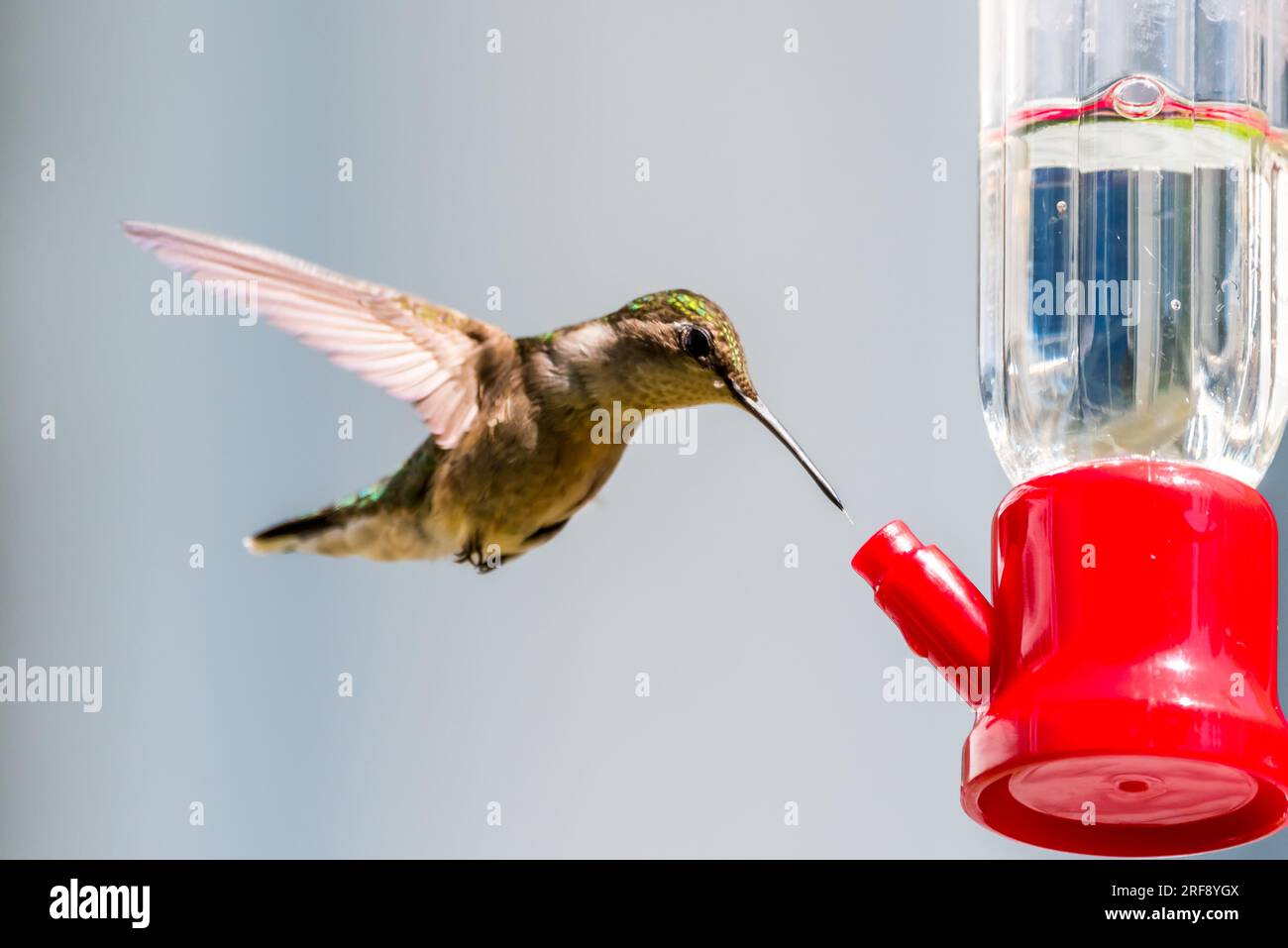 Hummingbird looking down hi-res stock photography and images - Alamy