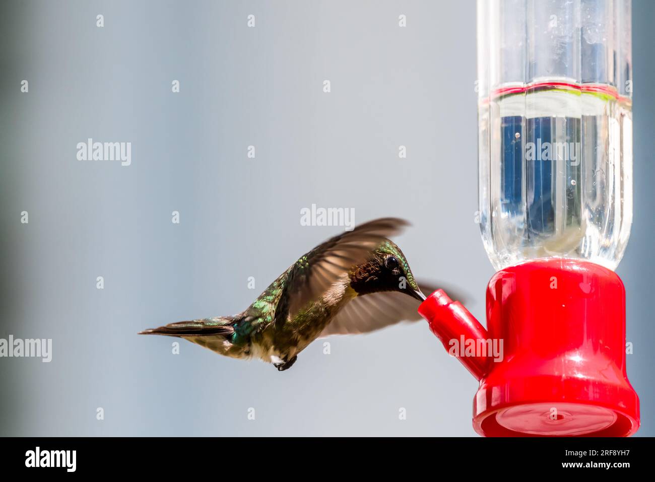 Hummingbird looking down hi-res stock photography and images - Alamy
