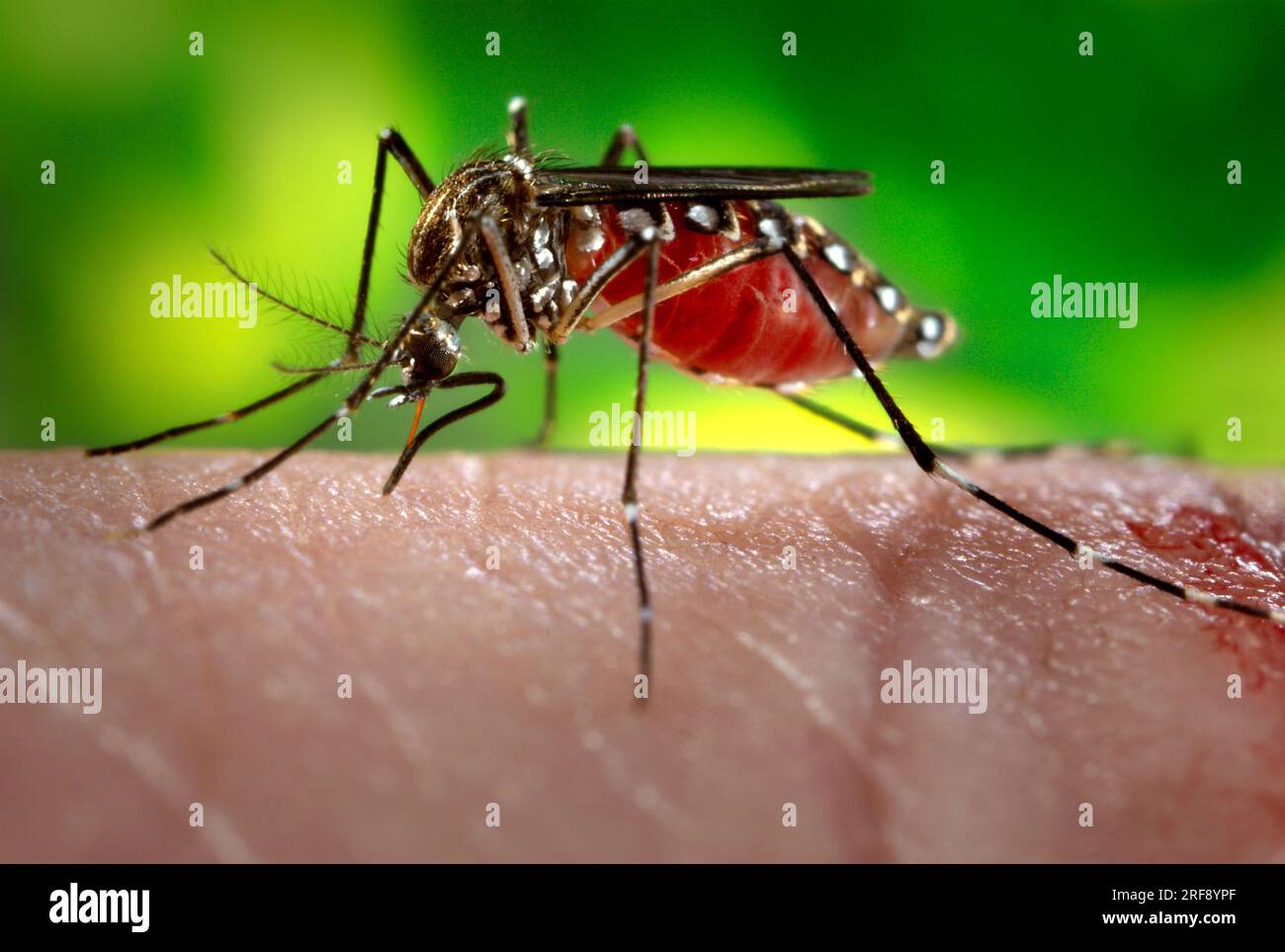 A female Aedes aegypti mosquito while she was in the process of ...
