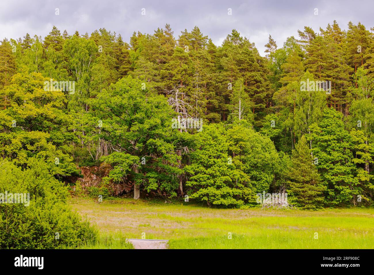 Beautiful summer view of dense pine forest on cloudy sky background ...