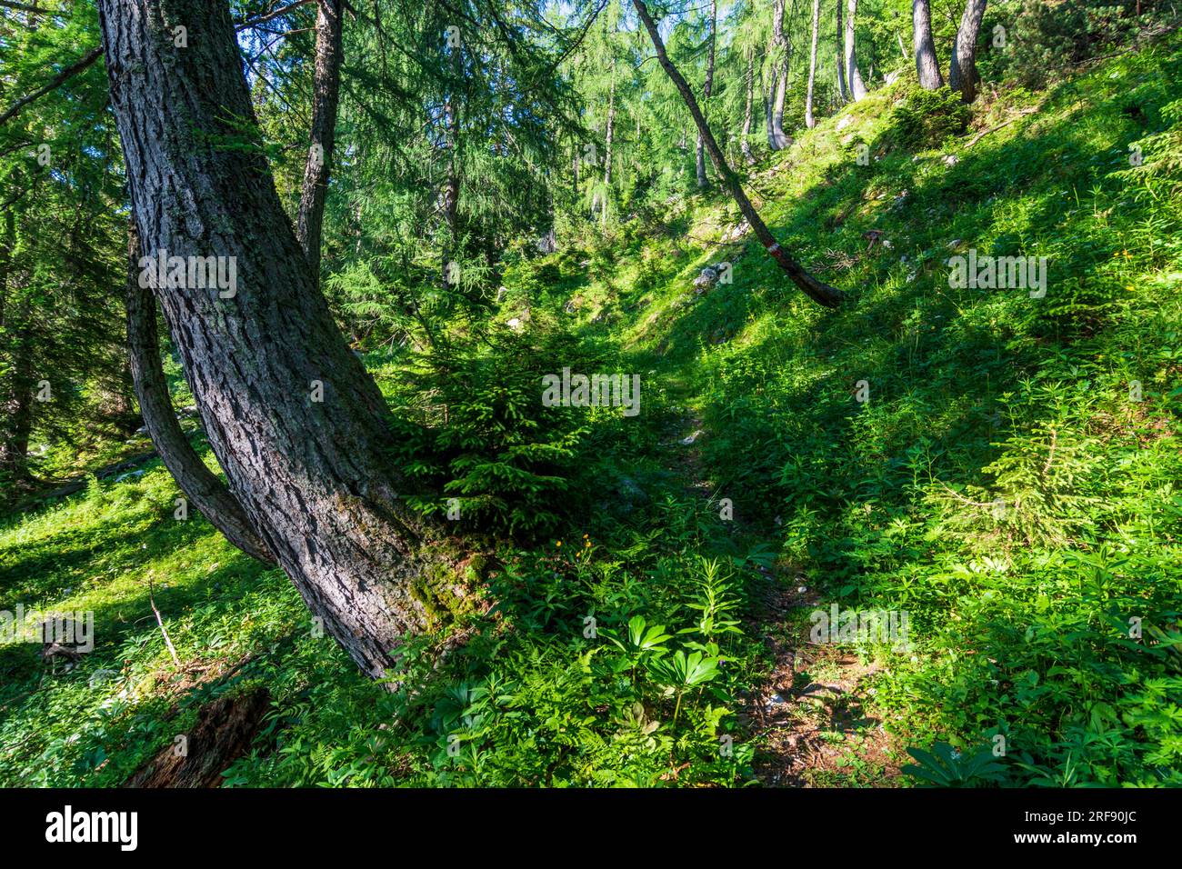 national park Kalkalpen: trees with saber growth in Steyr, Nationalpark ...