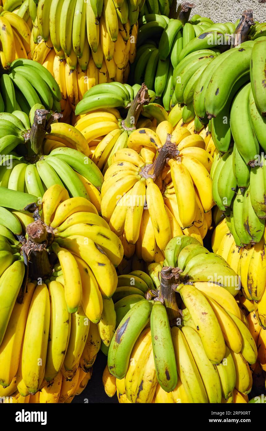 Bunches of ripe bananas at a local market, selective focus, Ecuador ...