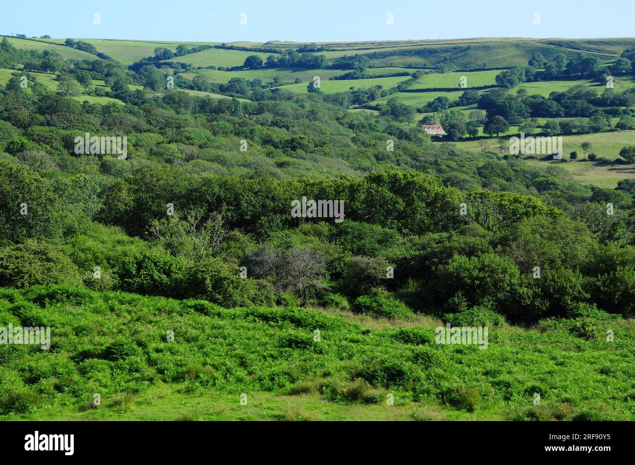Powerstock Common, Dorset Wildlife Trust nature reserve. UK Stock Photo ...