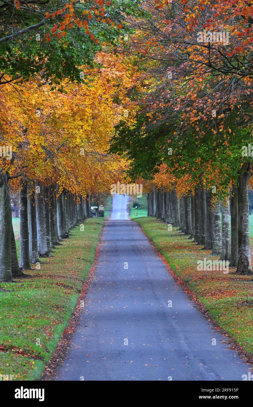 Pollarded beech avenue, autumn. Moor Crichel, Dorset Stock Photo - Alamy