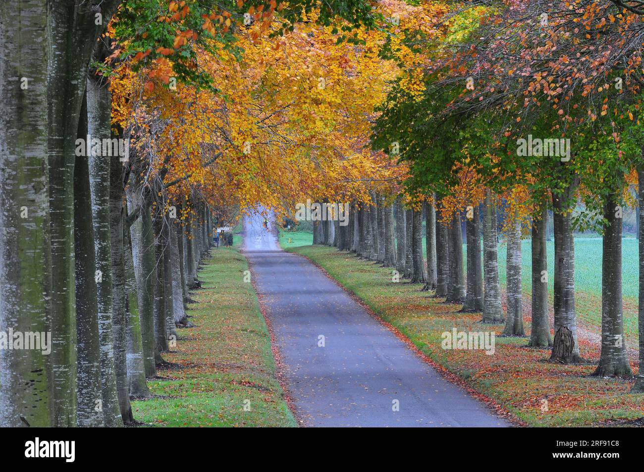 Pollarded beech trees hi-res stock photography and images - Alamy