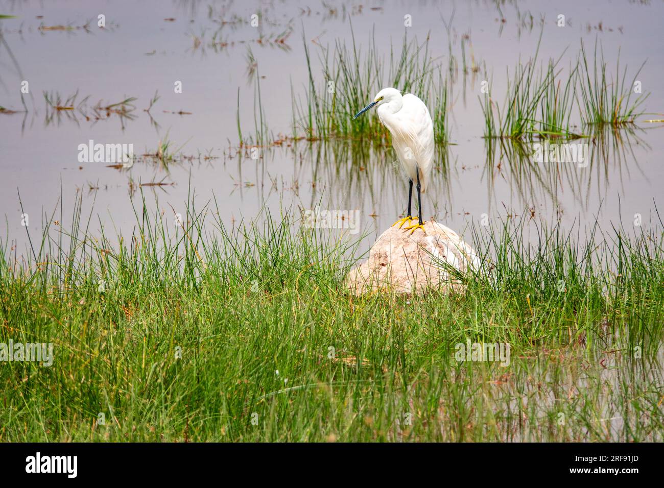 An egret standing on a stone in swamp at Amboseli National Park, Kenya ...