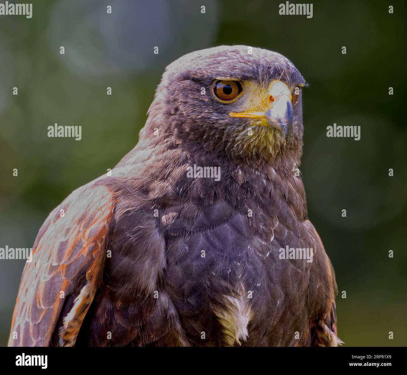 Hawk predator hi-res stock photography and images - Alamy