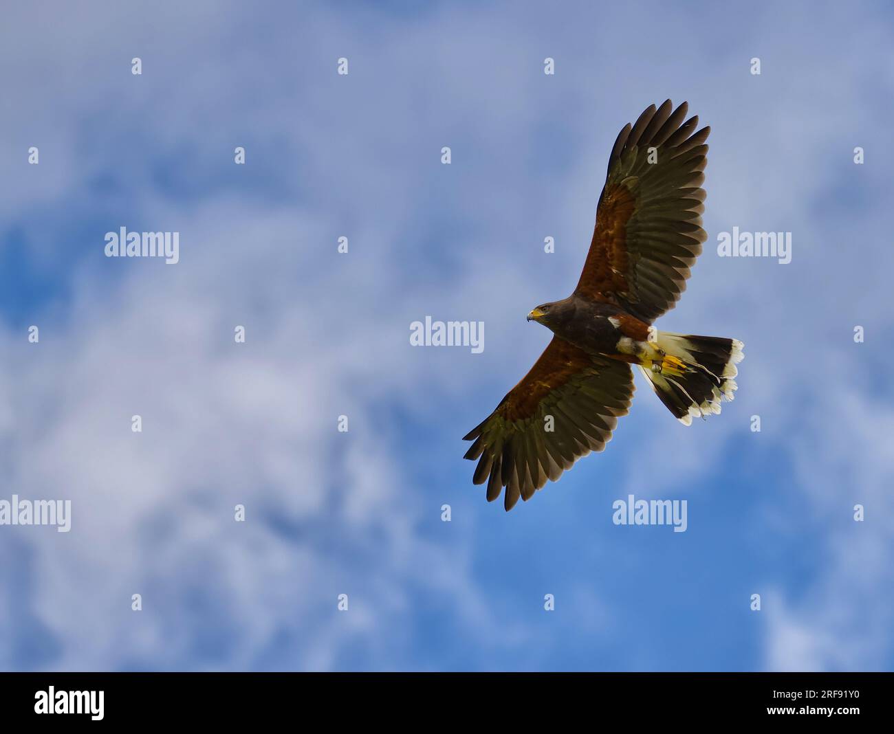 Prey hawk hi-res stock photography and images - Alamy