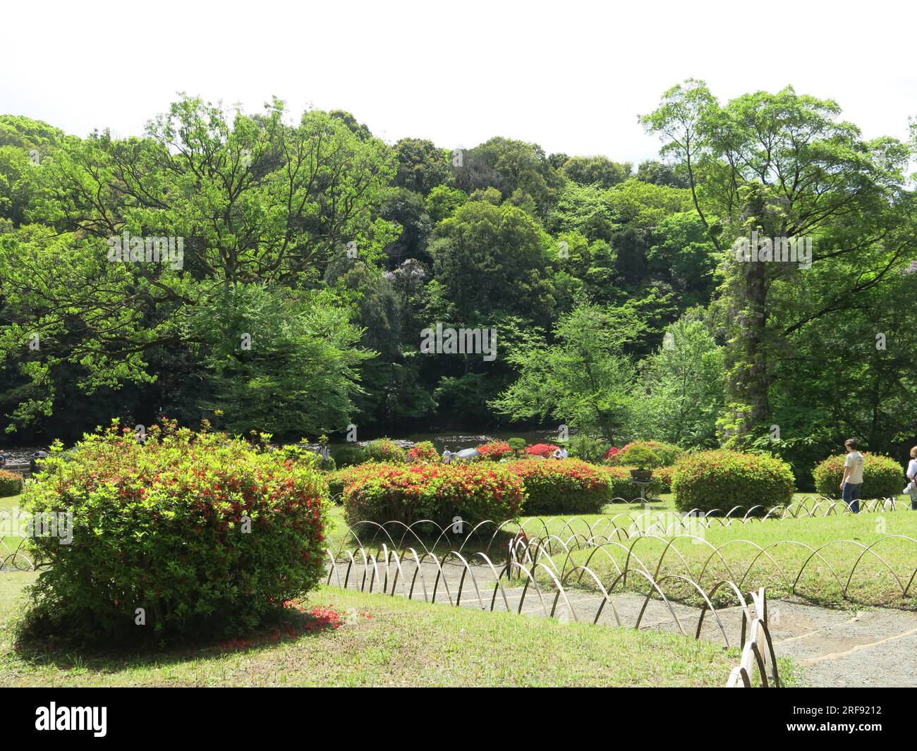 Winding paths lead through a lush lawn with azaleas down towards the ...