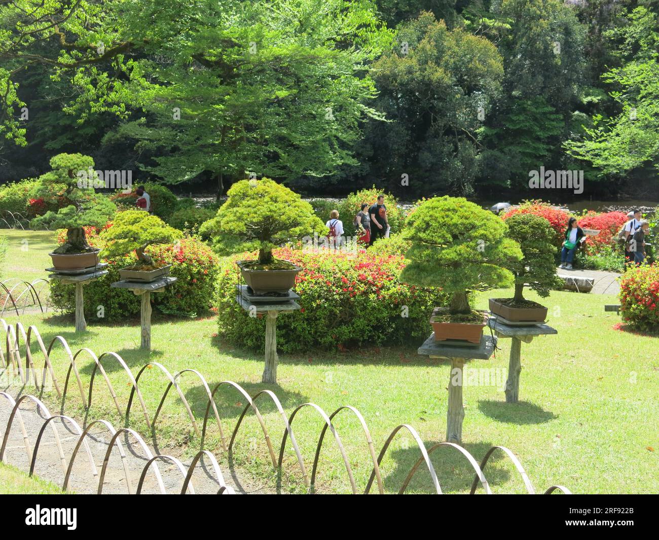 Japanese Bonsai tree specimens displayed on pedestals in the Inner ...