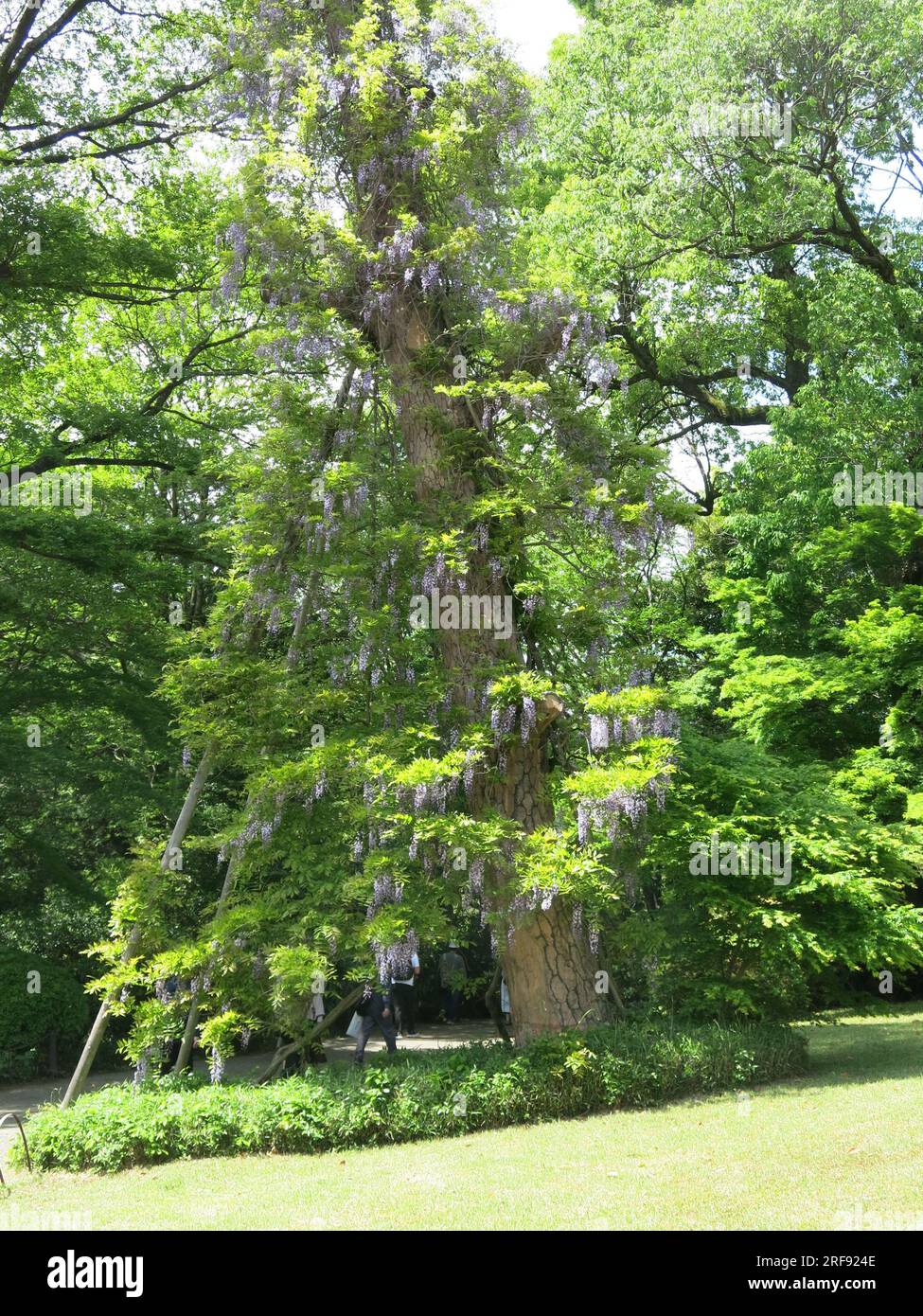 A very tall tree has its trunk propped up with stakes and is also the ...
