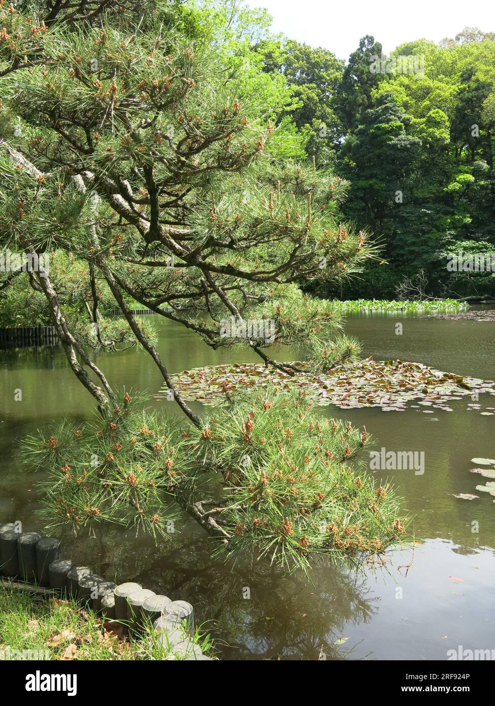 The South Pond (Nan-chi) is an ancient spring water pool with mature ...