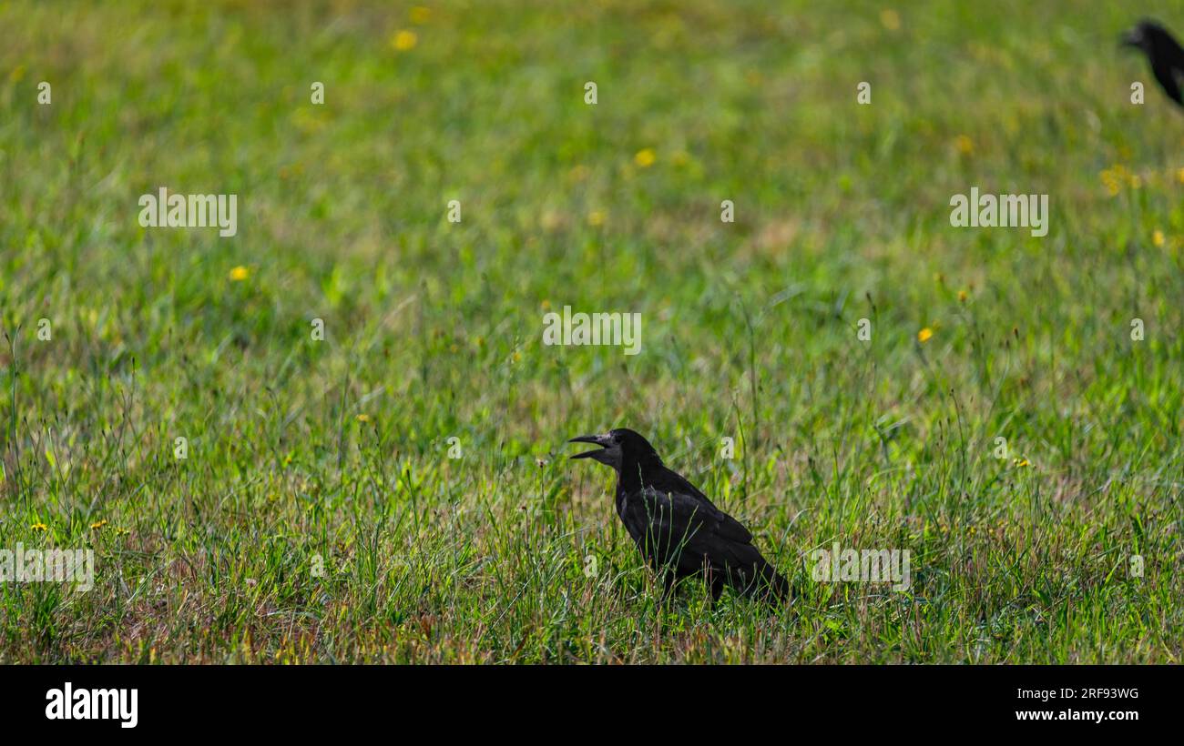 Rook black bird with blue sky and green meadow in summer fresh day ...