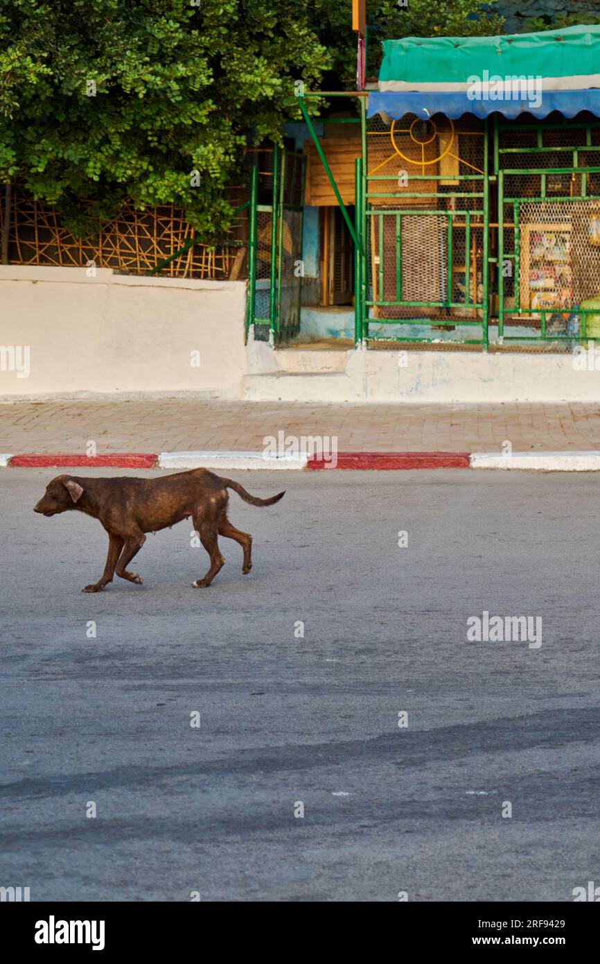 Homeless dog hi-res stock photography and images - Alamy