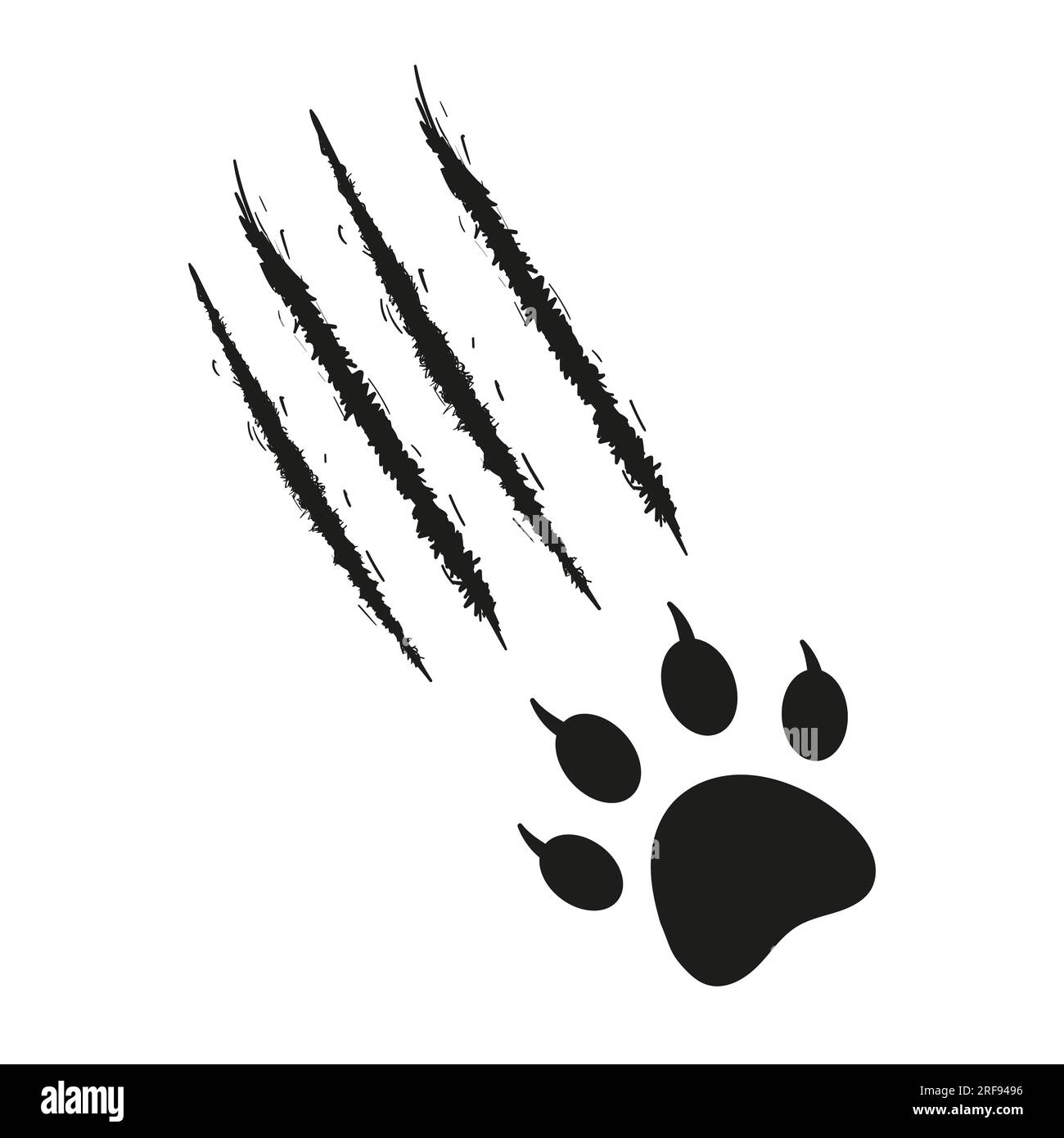 Cheetah Paw Scratching