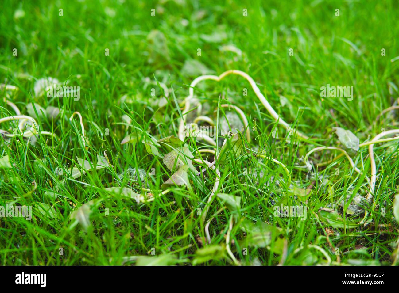 Herbicide withered grass hi-res stock photography and images - Alamy