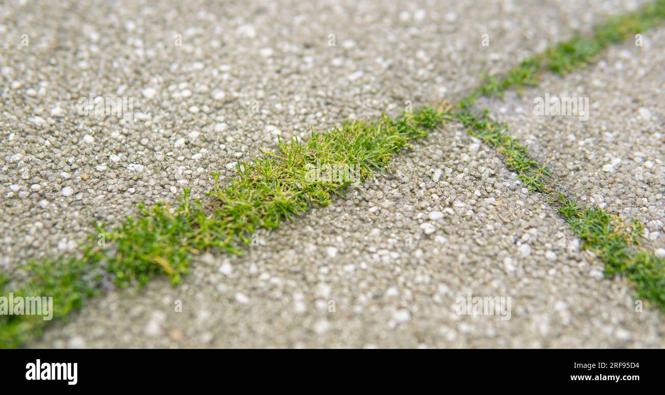 Weeds growing between concrete hi-res stock photography and images - Alamy