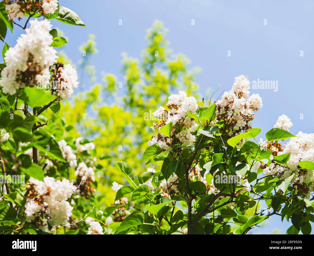 Detail of lilac with white flowers over blue sky Stock Photo - Alamy