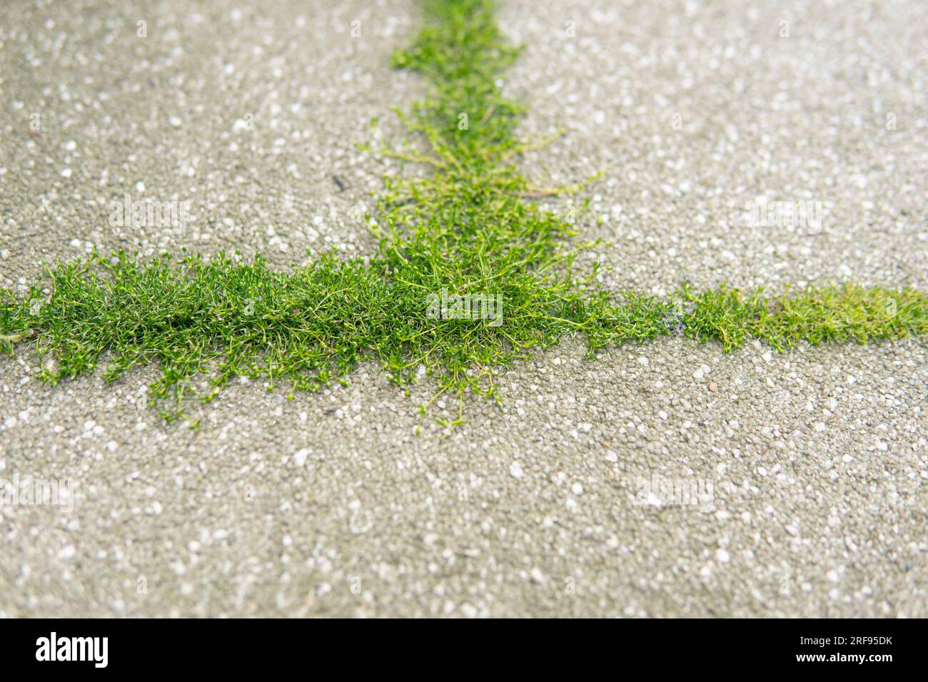 Weeds growing between paving hi-res stock photography and images - Alamy