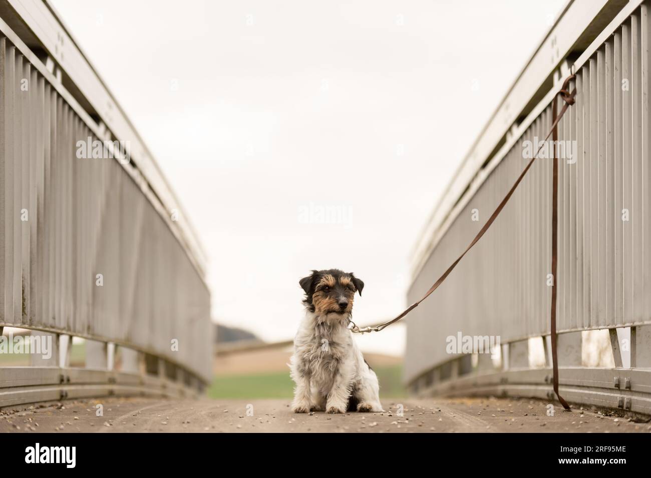small Jack Russell Terrier dog tied to on a bridge railing. Maybe the ...