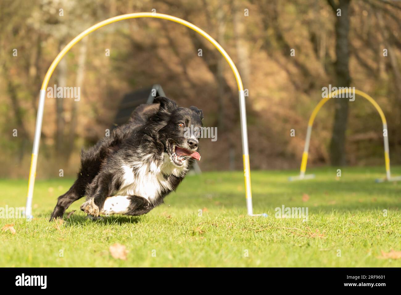 very quick Border Collie dog is running through an arc in Hoopers ...