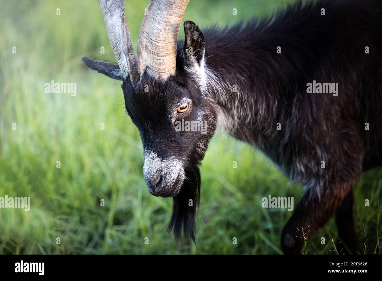 Goat buck hi-res stock photography and images - Alamy