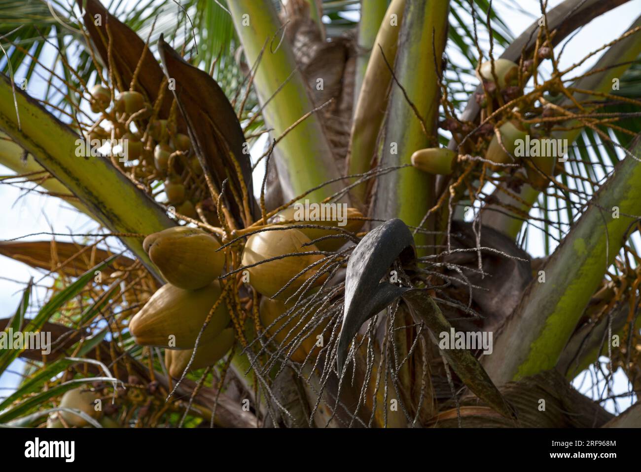Three stages of growth hi-res stock photography and images - Alamy