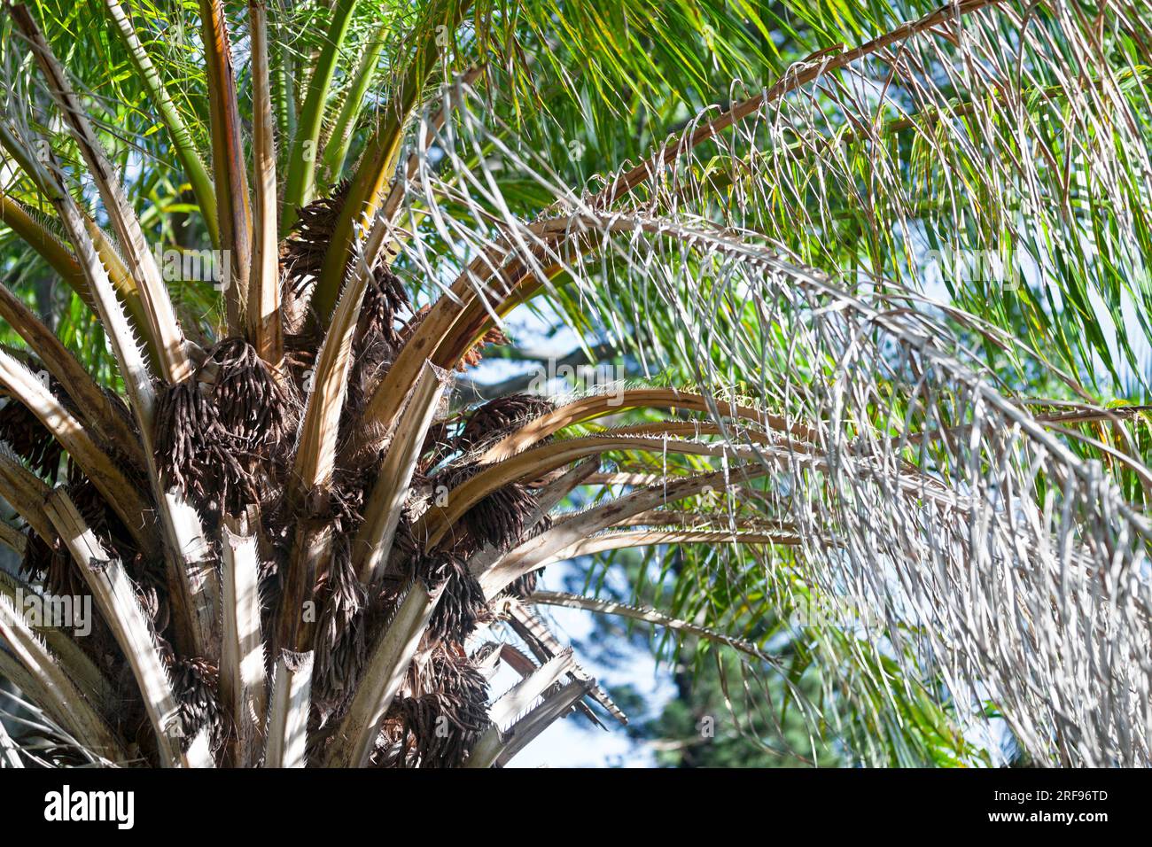 African oil palm tree hi-res stock photography and images - Alamy