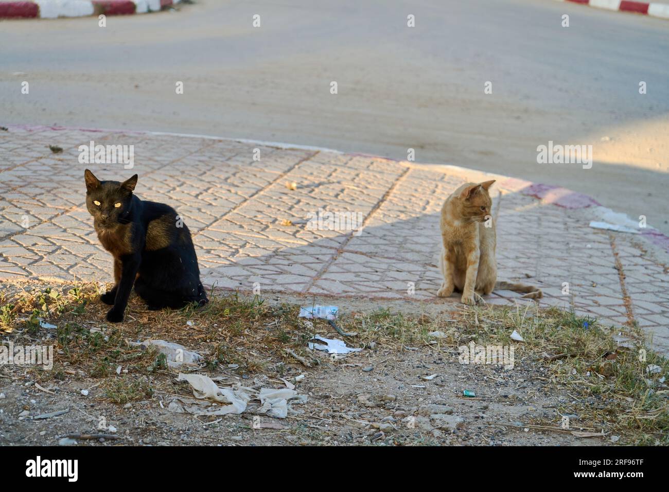 homeless cat in the street Stock Photo - Alamy