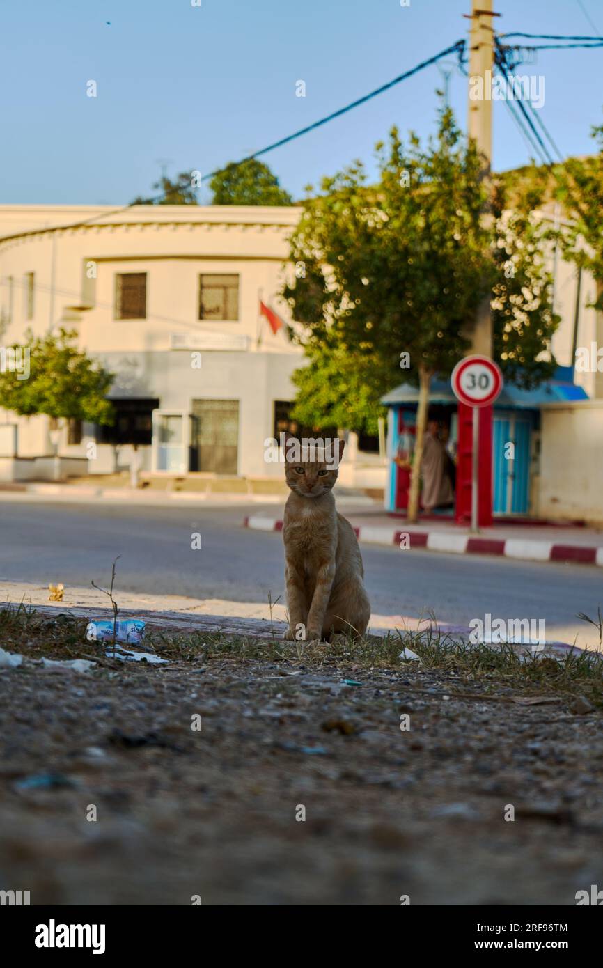 Urban homeless animals hi-res stock photography and images - Alamy