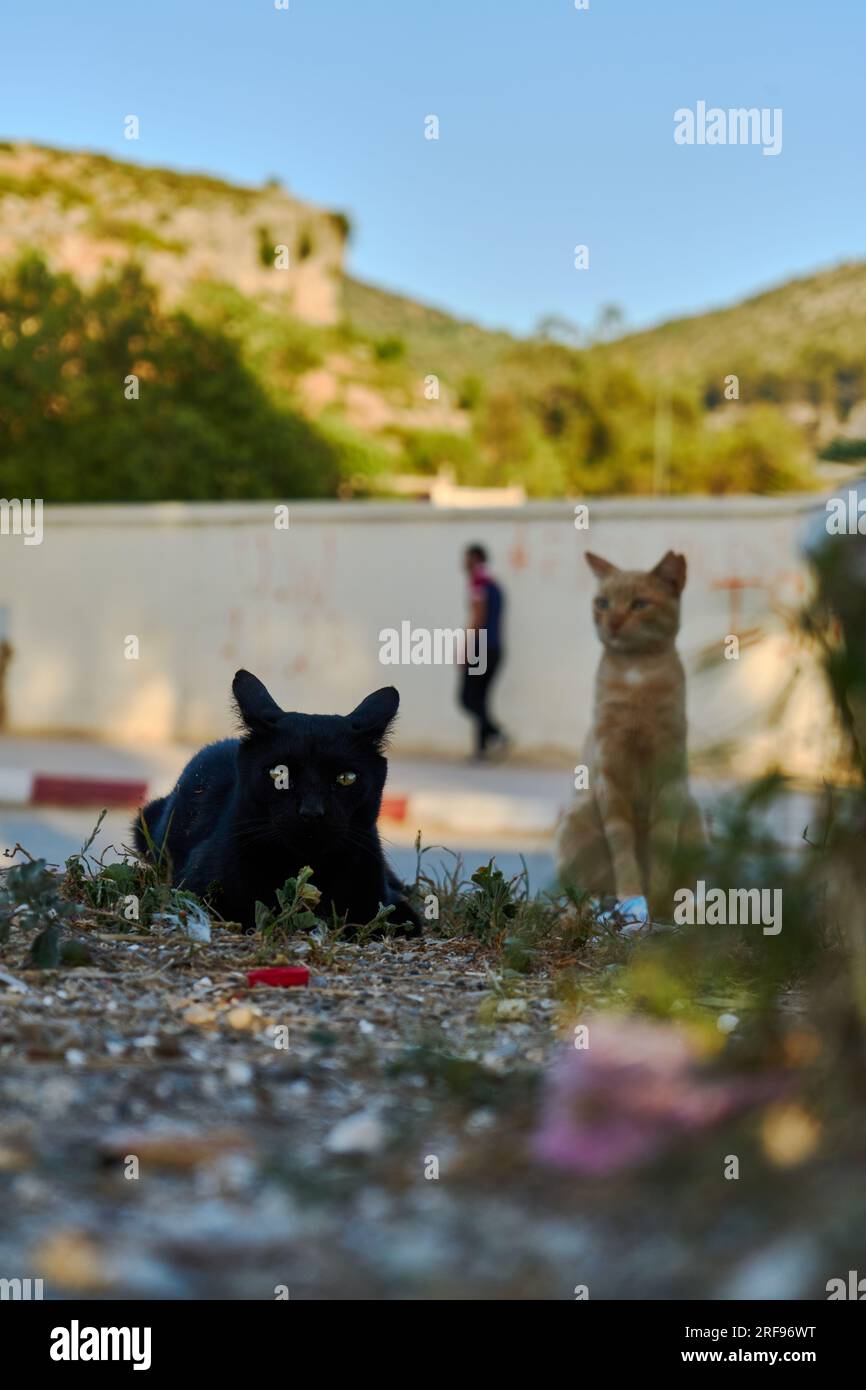 homeless cat in the street Stock Photo - Alamy