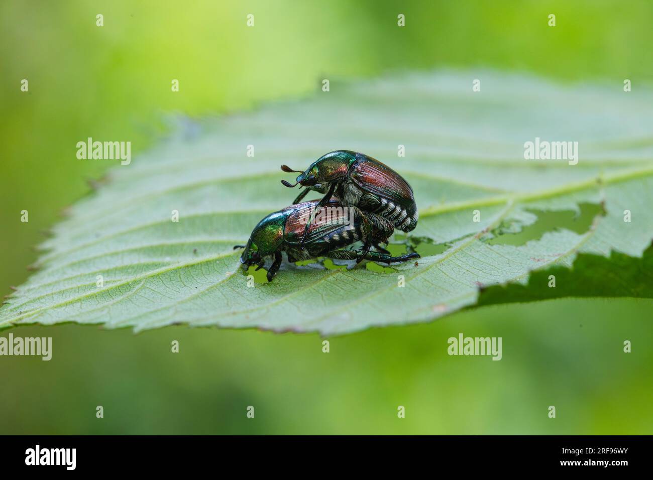 Japanese beetles mating on a leaf Stock Photo - Alamy