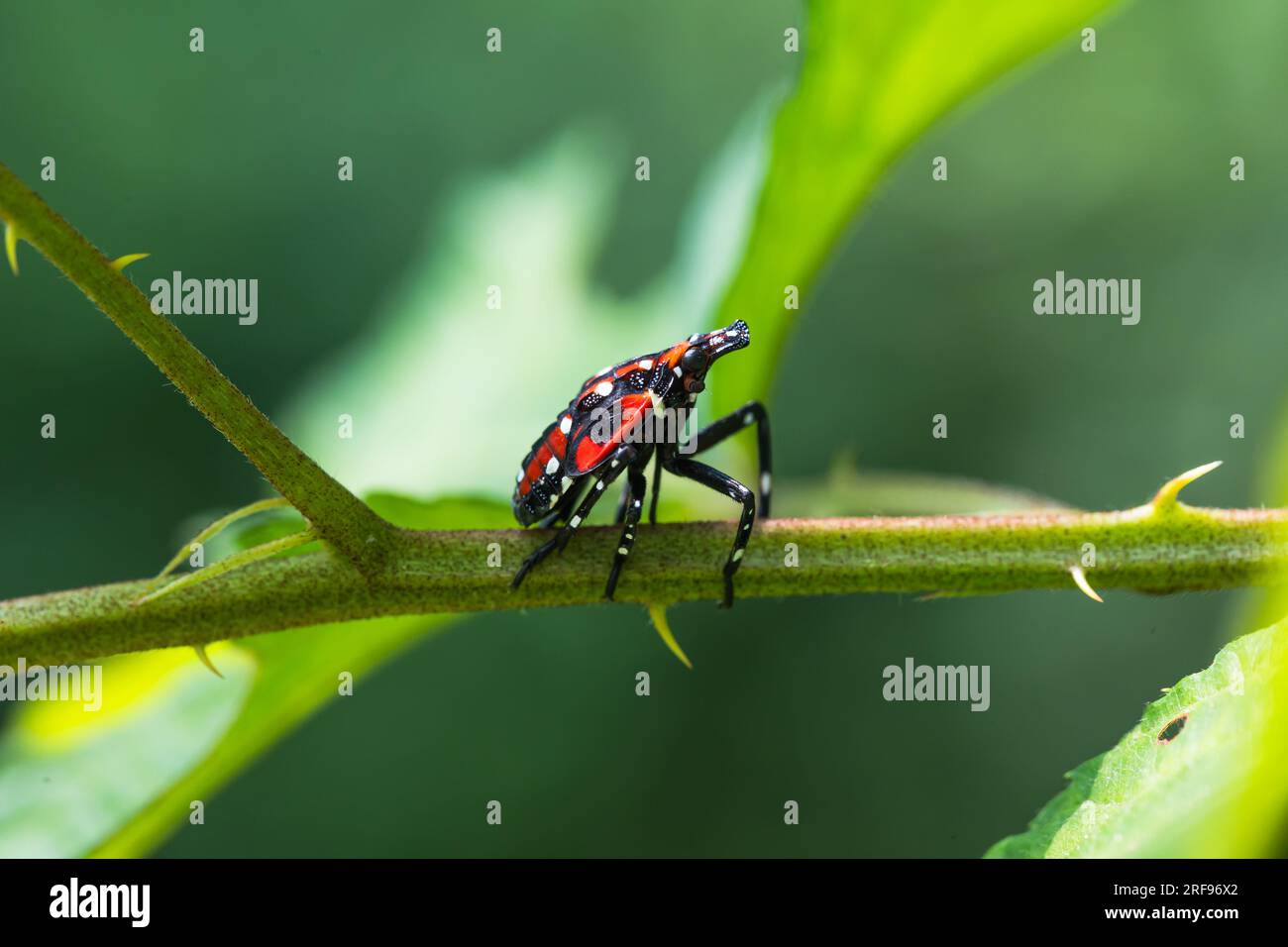 Invasive spotted bug hi-res stock photography and images - Alamy