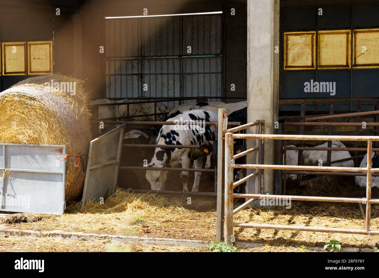 Young cows with labels in a covered farm corral behind a fence in a ...
