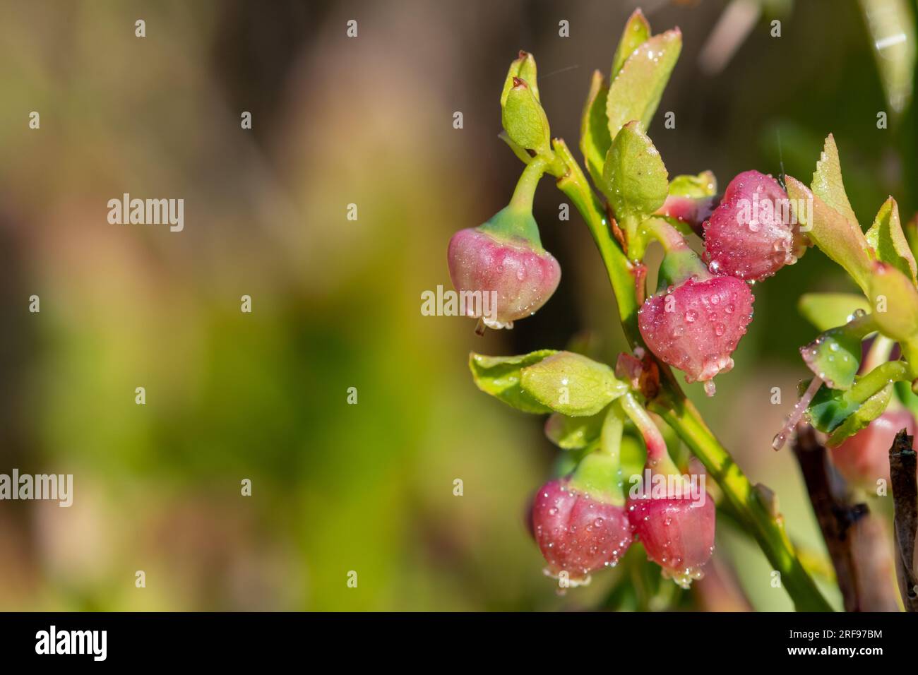 Close up of European blueberry (vaccinium myrtillus) flowers in bloom ...