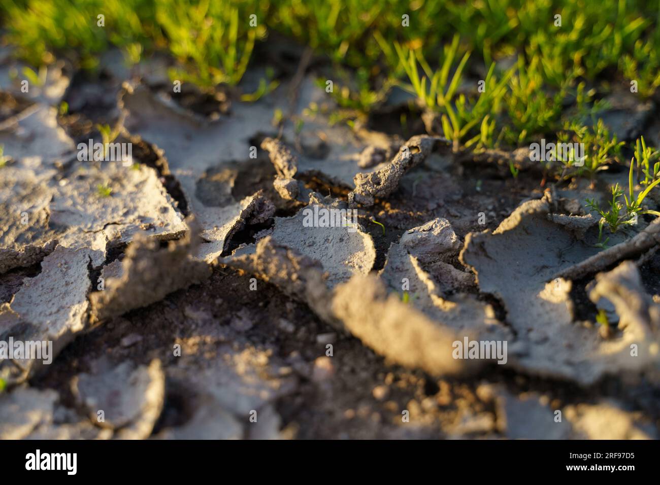 Dry and cracked soil after a drought, green grass nearby. Climate ...