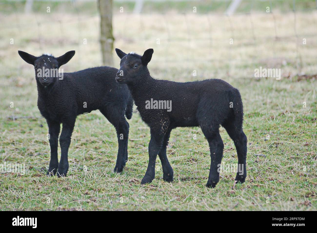 Two little sheep on green hi-res stock photography and images - Alamy