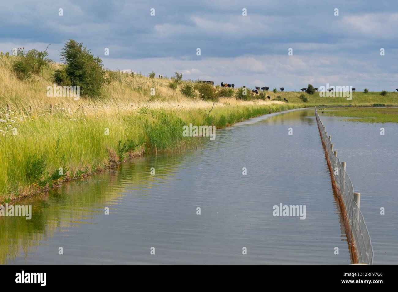 A cow makes a mad dash down a sea defence embankment on its way bto get ...