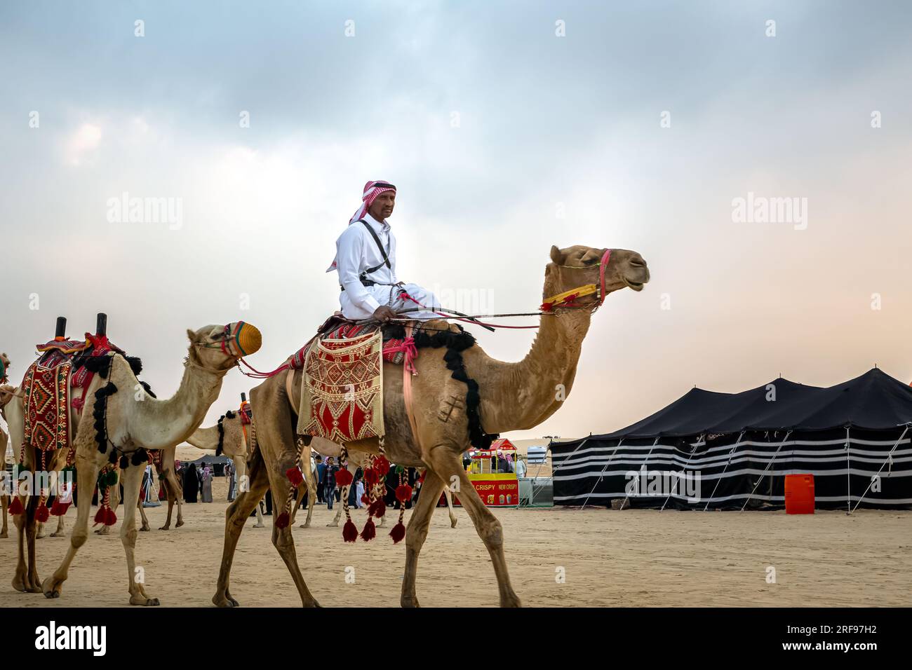 Desert safari camel ride festival in Abqaiq Dammam Saudi Arabia.This ...