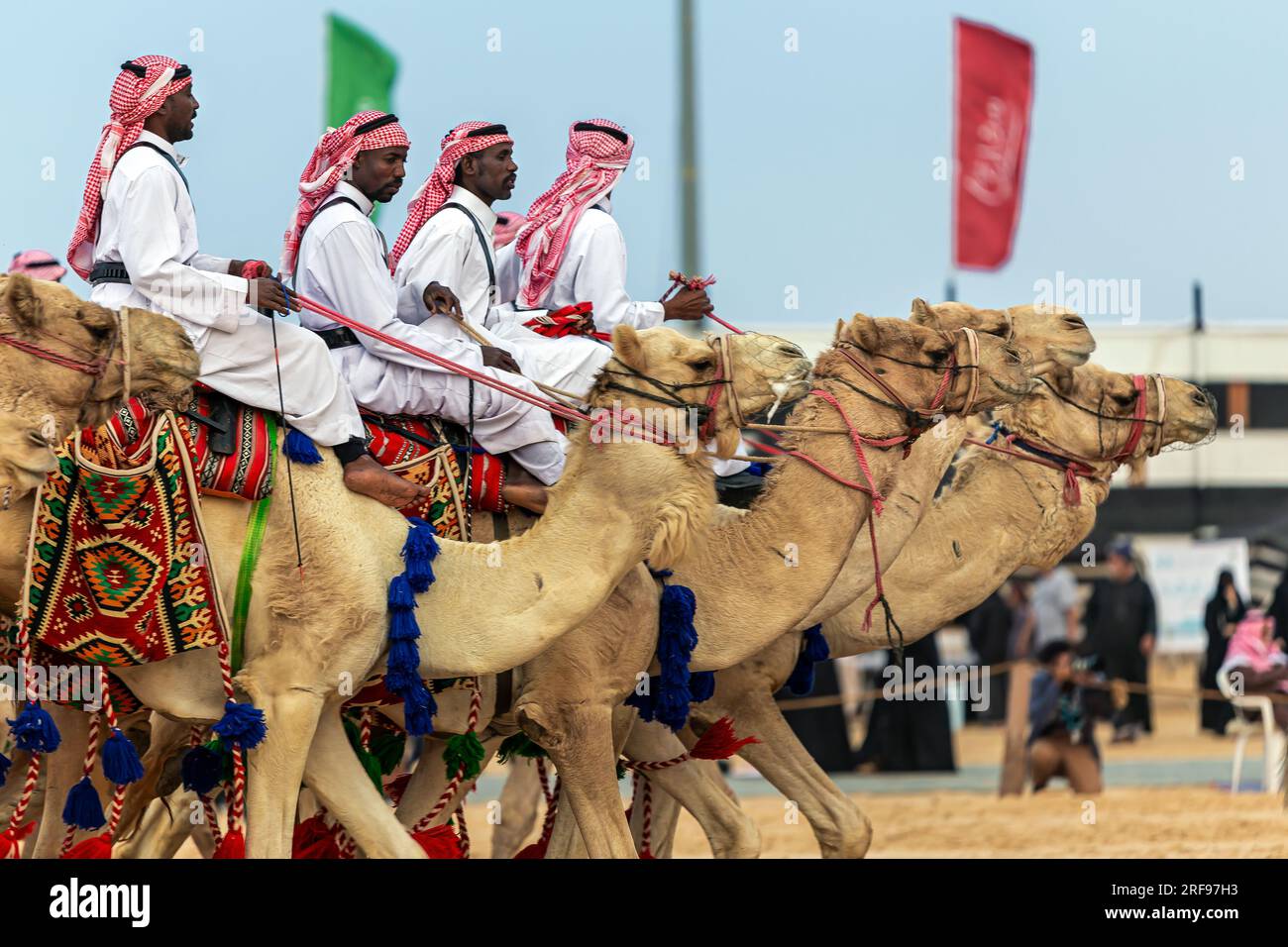 Desert safari camel ride festival in Abqaiq Dammam Saudi Arabia.This ...