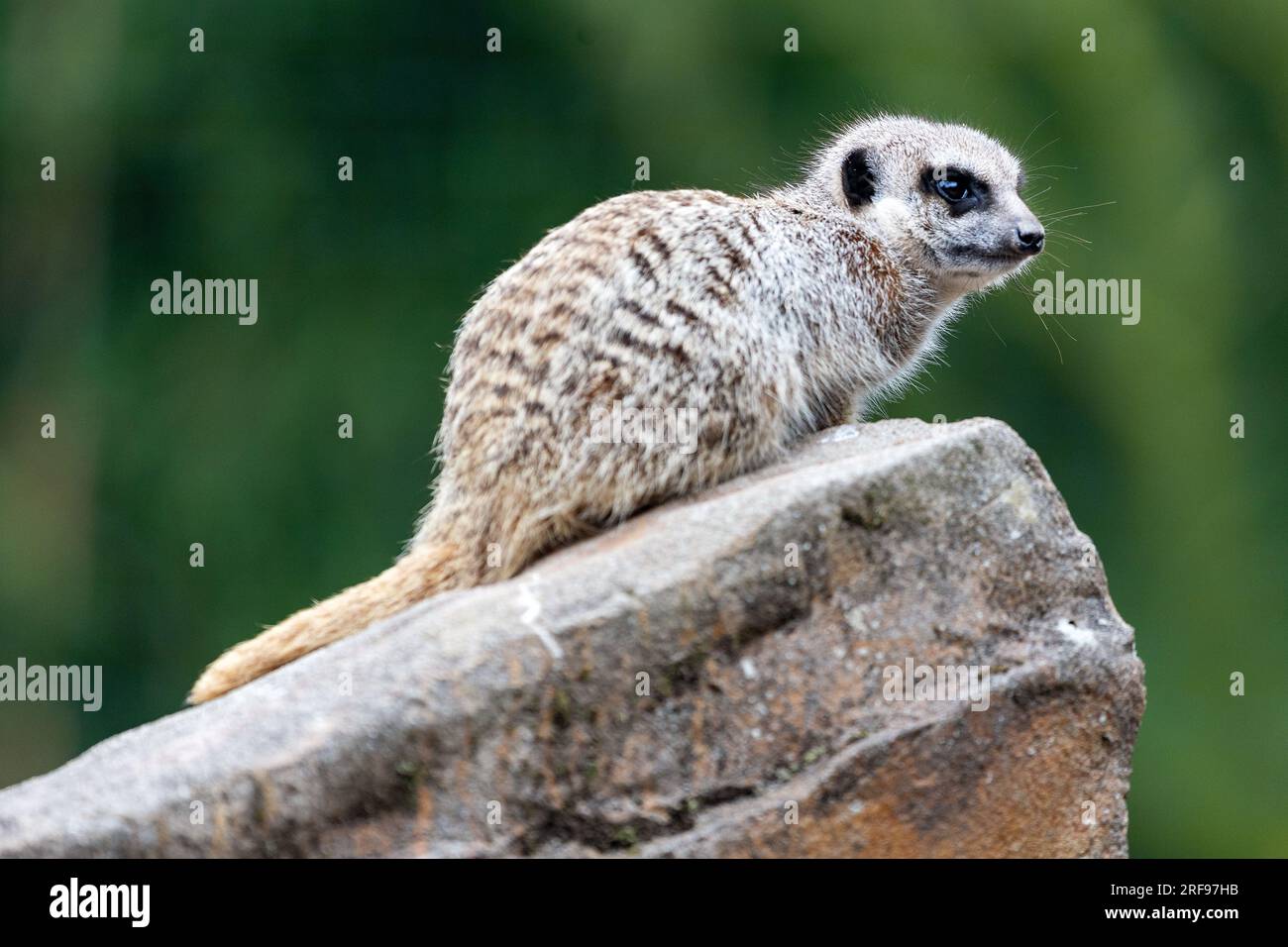 A Meerkat pictured at Exmoor Zoo, devon, UK Stock Photo - Alamy
