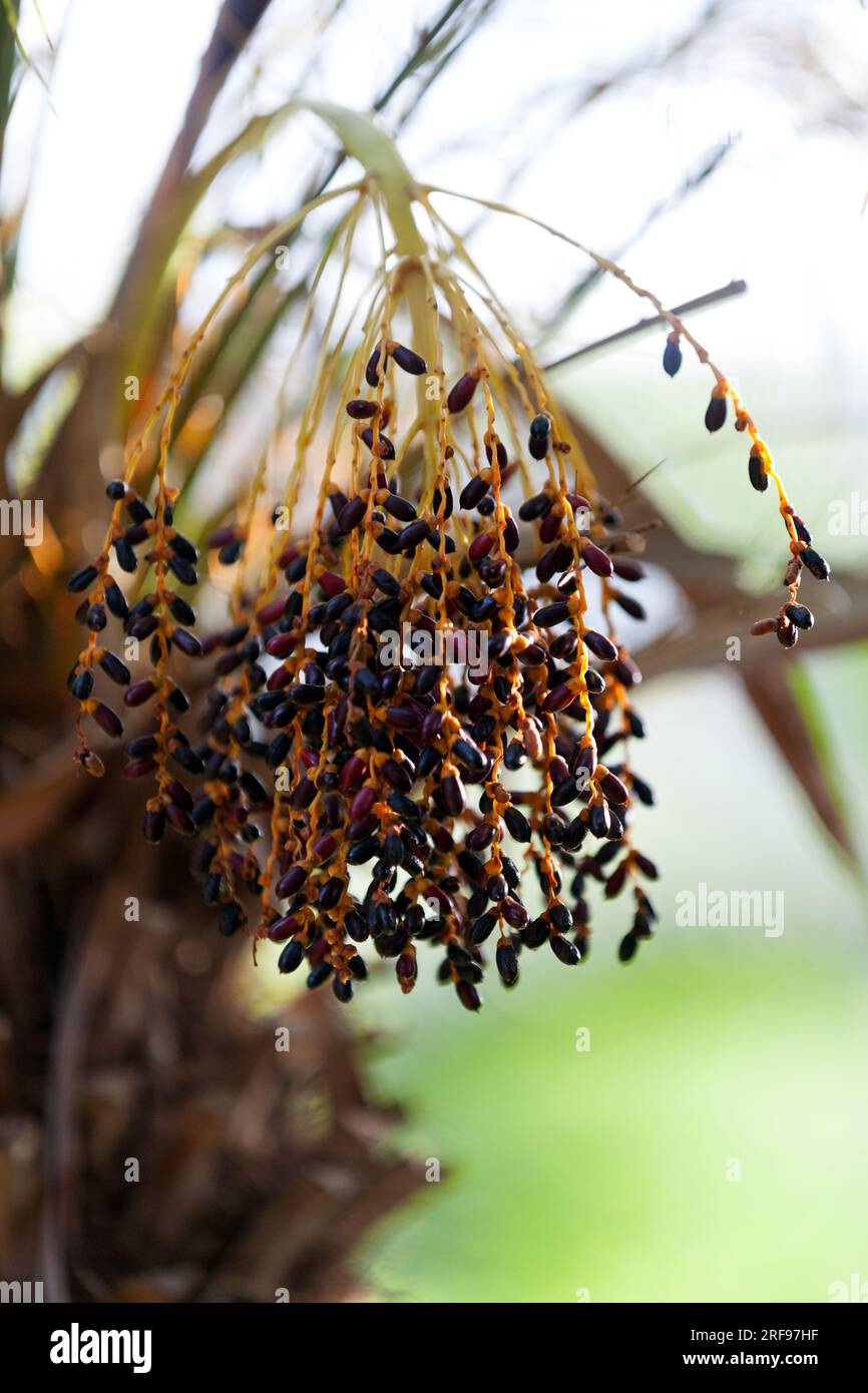 Phoenix roebelenii, with common names of dwarf date palm, pygmy date ...
