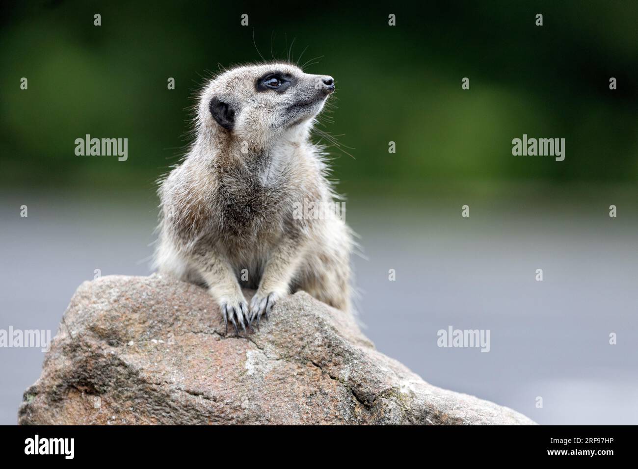A Meerkat pictured at Exmoor Zoo, devon, UK Stock Photo - Alamy