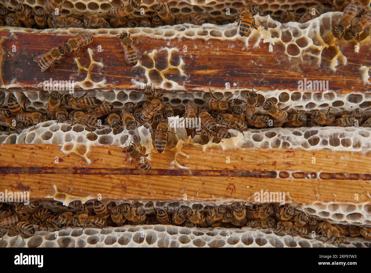 Beehive store hi-res stock photography and images - Alamy