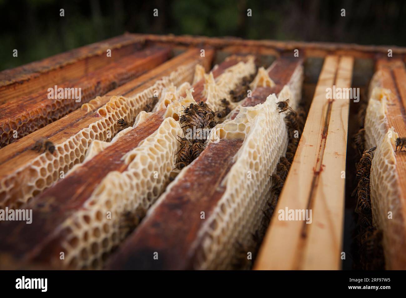 Interior of the beehive with its combs where bees store honey and ...